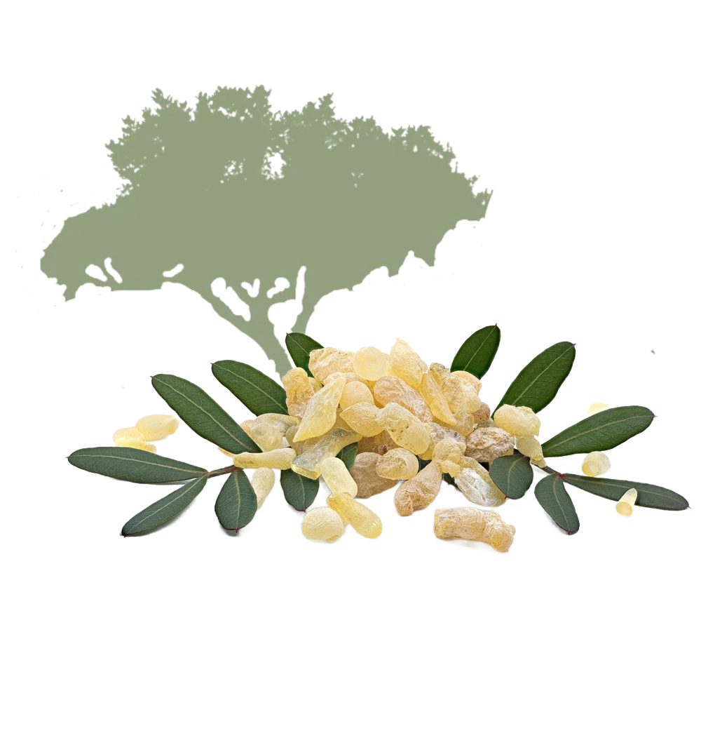 Mastiha Roots - Adopt a Chios Mastiha Tree Today!